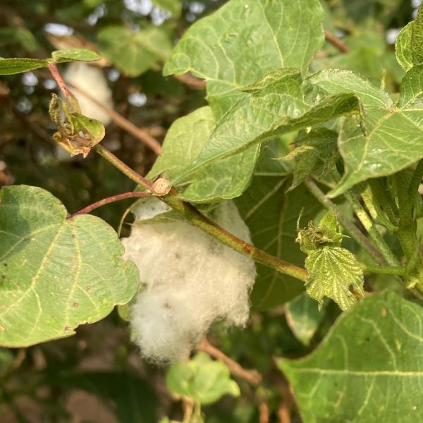 Gossypium arboreum | Tree cotton - Green Cover Initiative