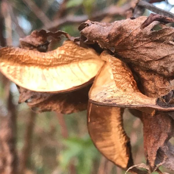 Gossypium arboreum | Tree cotton - Green Cover Initiative