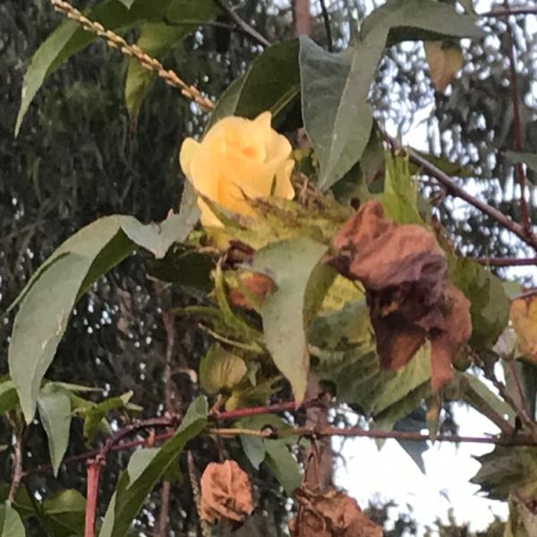 Gossypium arboreum | Tree cotton - Green Cover Initiative