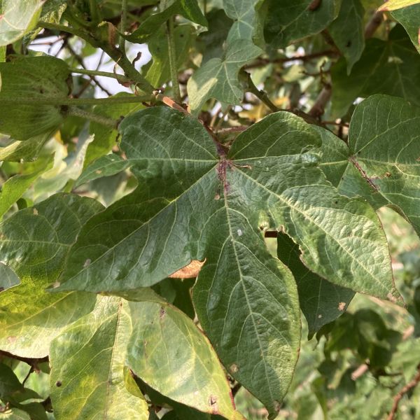 Gossypium arboreum | Tree cotton - Green Cover Initiative