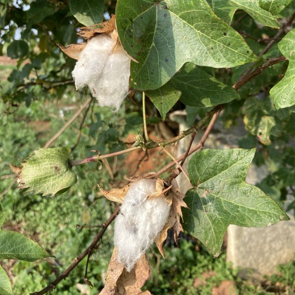 Gossypium arboreum | Tree cotton - Green Cover Initiative