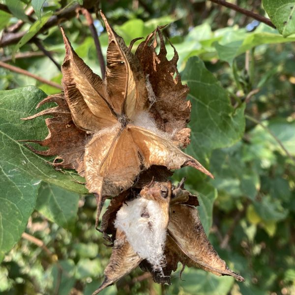 Gossypium arboreum | Tree cotton - Green Cover Initiative
