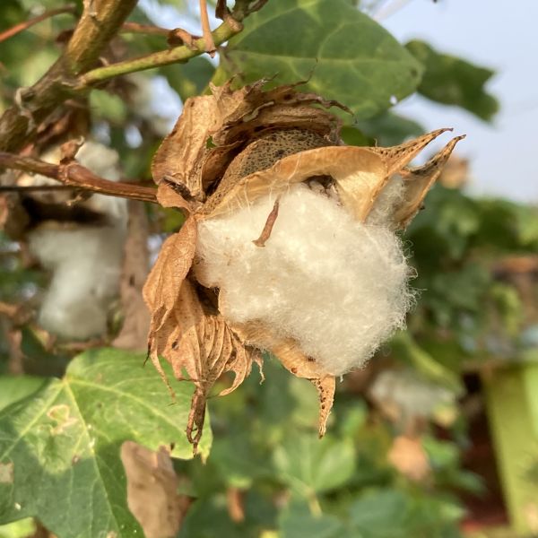 Gossypium arboreum | Tree cotton - Green Cover Initiative