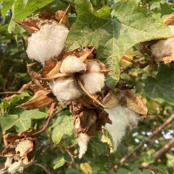 Gossypium arboreum | Tree cotton - Green Cover Initiative