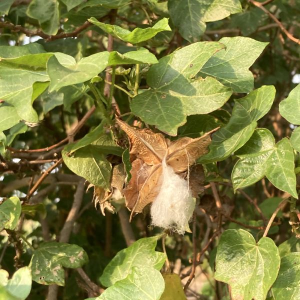 Gossypium arboreum | Tree cotton - Green Cover Initiative