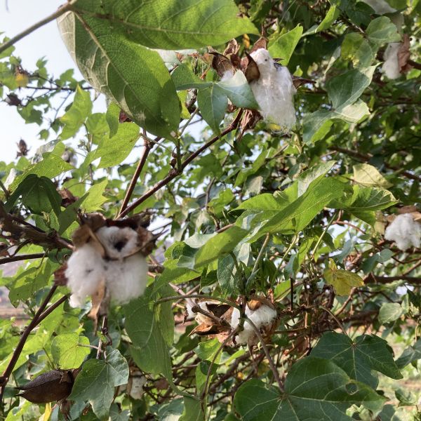 Gossypium arboreum | Tree cotton - Green Cover Initiative
