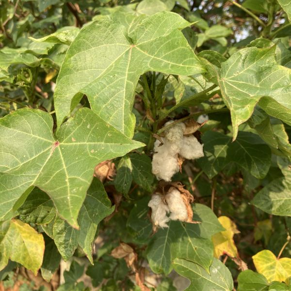 Gossypium arboreum | Tree cotton - Green Cover Initiative
