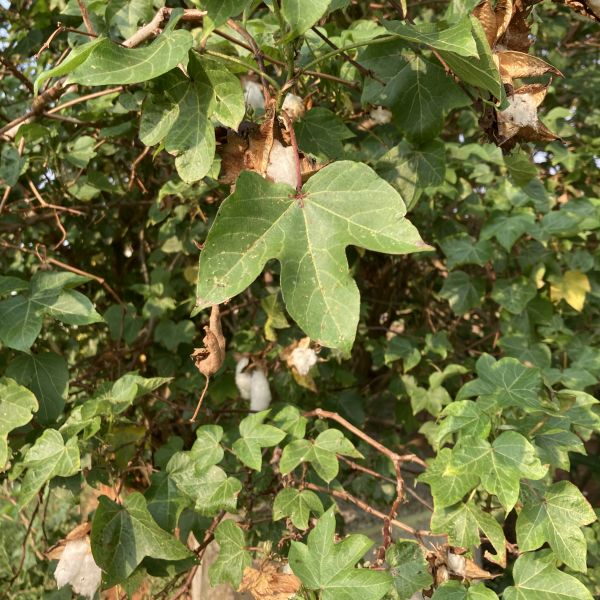 Gossypium arboreum | Tree cotton - Green Cover Initiative