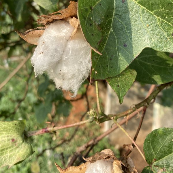 Gossypium arboreum | Tree cotton - Green Cover Initiative