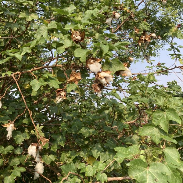 Gossypium arboreum | Tree cotton - Green Cover Initiative