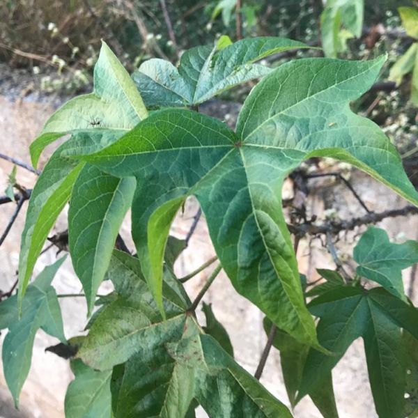 Gossypium arboreum | Tree cotton - Green Cover Initiative
