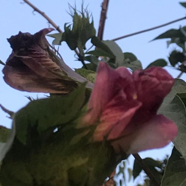 Gossypium arboreum | Tree cotton - Green Cover Initiative
