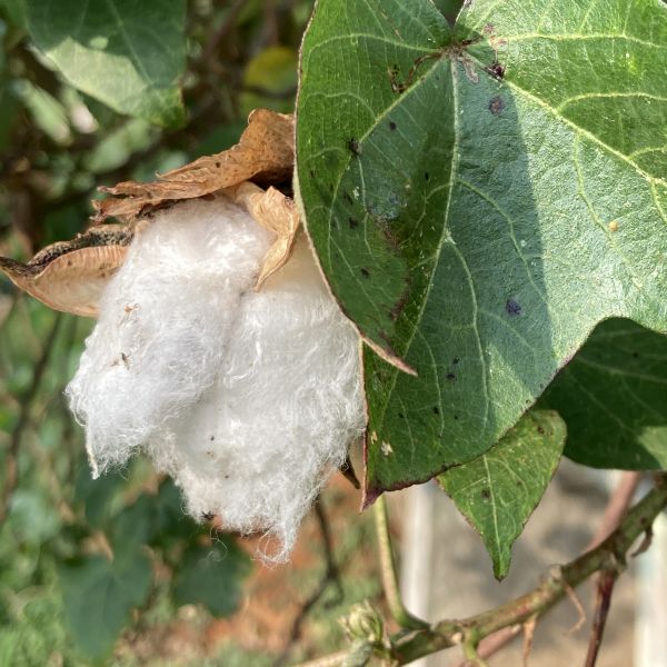 Gossypium arboreum | Tree cotton - Green Cover Initiative