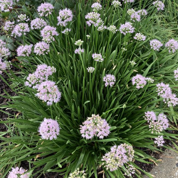 Allium senescens | German garlic - Flowering plants - GCI