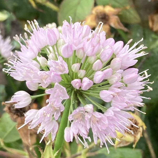 Allium senescens | German garlic - Flowering plants - GCI