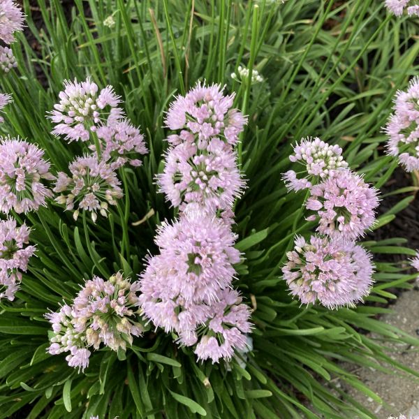 Allium senescens | German garlic - Flowering plants - GCI
