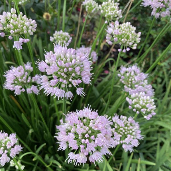 Allium senescens | German garlic - Flowering plants - GCI