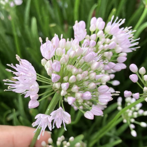 Allium senescens | German garlic - Flowering plants - GCI