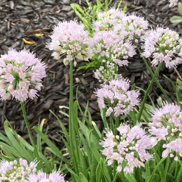 Allium senescens | German garlic - Flowering plants - GCI