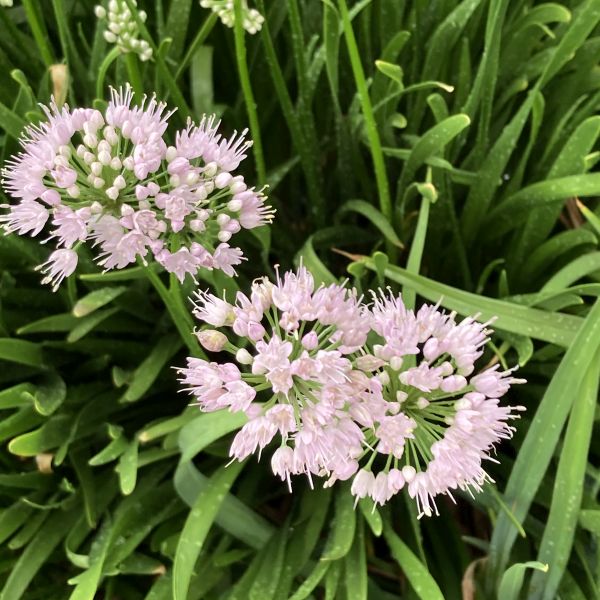 Allium senescens | German garlic - Flowering plants - GCI