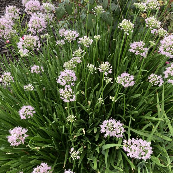 Allium senescens | German garlic - Flowering plants - GCI