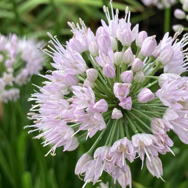 Allium senescens | German garlic - Flowering plants - GCI