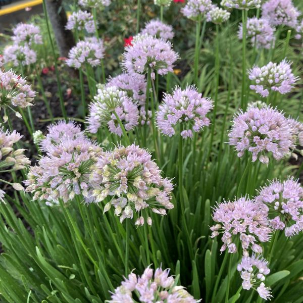 Allium senescens | German garlic - Flowering plants - GCI