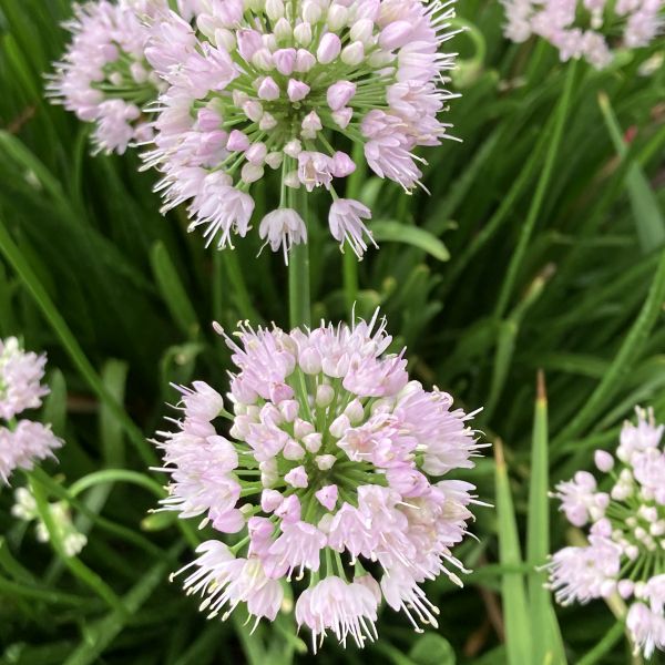 Allium senescens | German garlic - Flowering plants - GCI