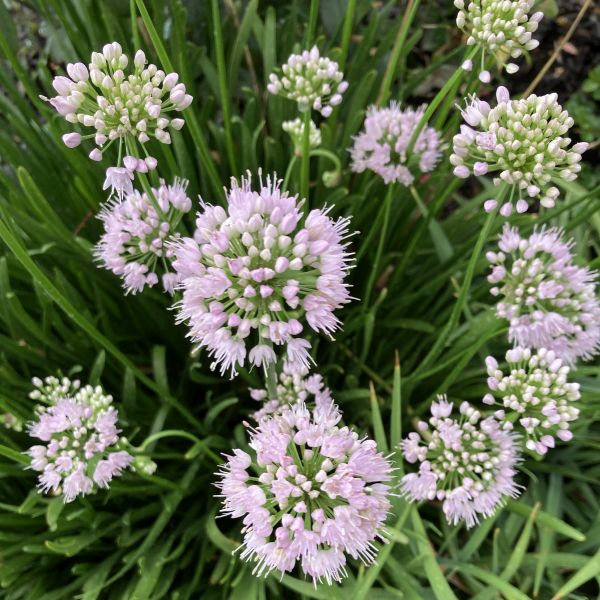 Allium senescens | German garlic - Flowering plants - GCI