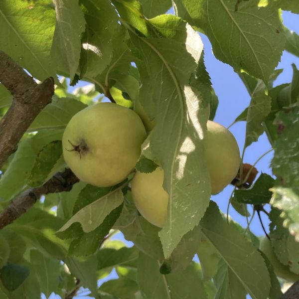 Malus domestica | Apple tree - Trees - Green Cover Initiative