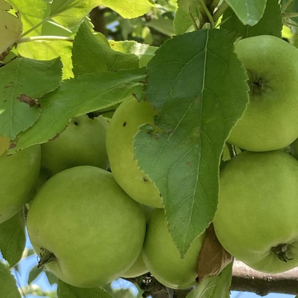 Malus domestica | Apple tree - Trees - Green Cover Initiative