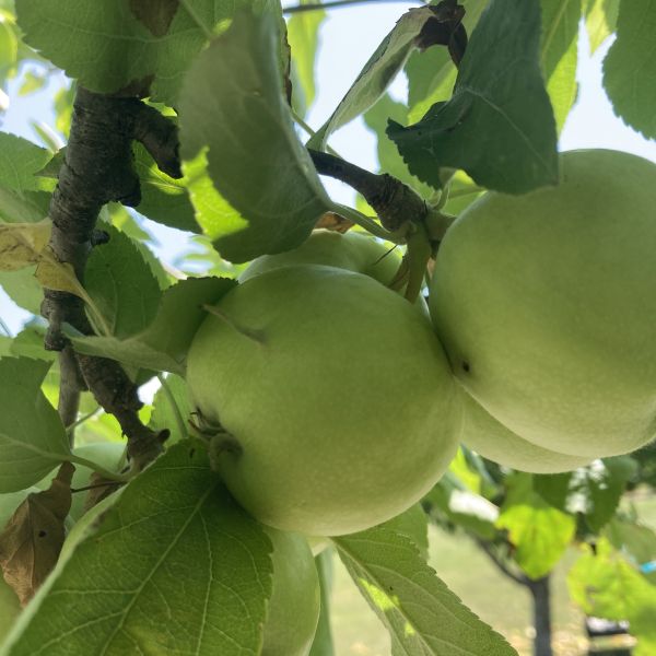 Malus domestica | Apple tree - Trees - Green Cover Initiative