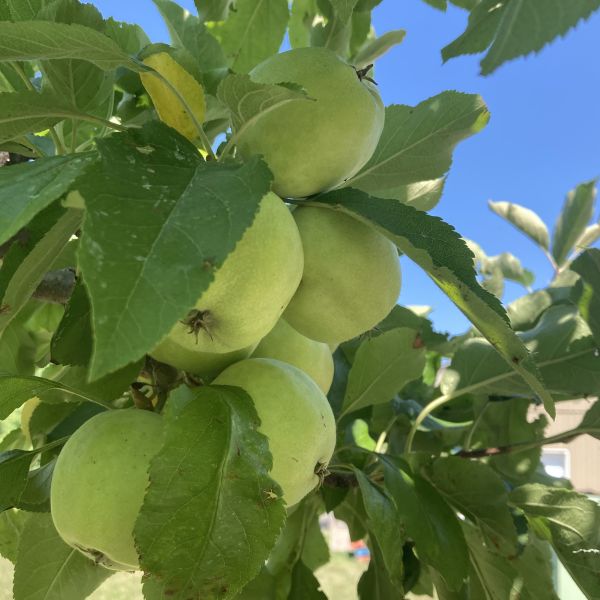 Malus domestica | Apple tree - Trees - Green Cover Initiative