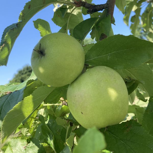 Malus domestica | Apple tree - Trees - Green Cover Initiative