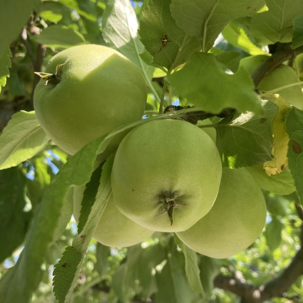 Malus domestica | Apple tree - Trees - Green Cover Initiative