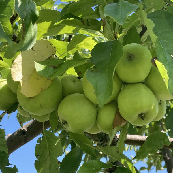Malus domestica | Apple tree - Trees - Green Cover Initiative