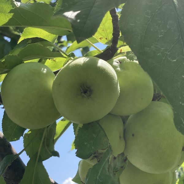 Malus domestica | Apple tree - Trees - Green Cover Initiative