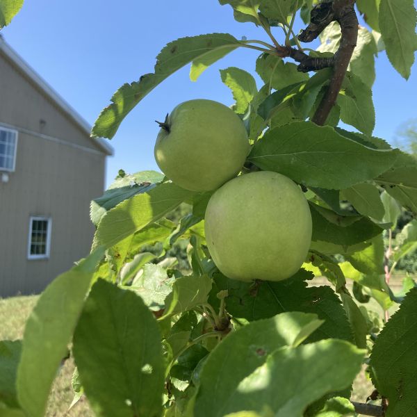 Malus domestica | Apple tree - Trees - Green Cover Initiative
