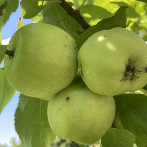 Malus domestica | Apple tree - Trees - Green Cover Initiative