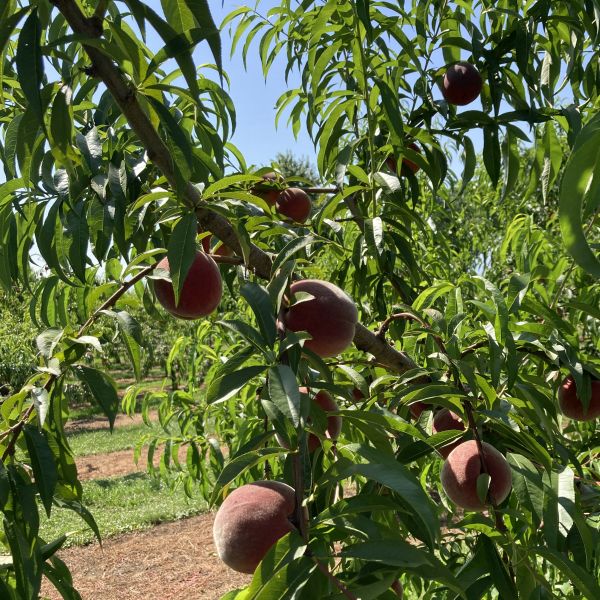 Prunus persica | Peach tree - Green Cover Initiative