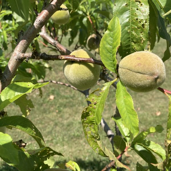 Prunus persica | Peach tree - Green Cover Initiative