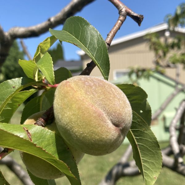 Prunus persica | Peach tree - Green Cover Initiative