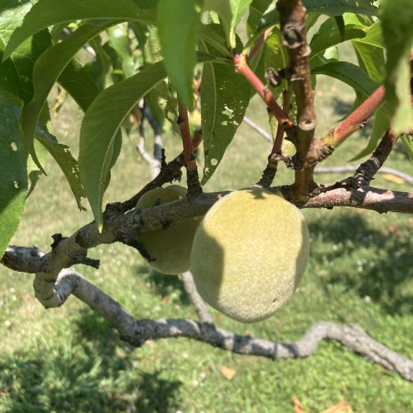 Prunus persica | Peach tree - Green Cover Initiative