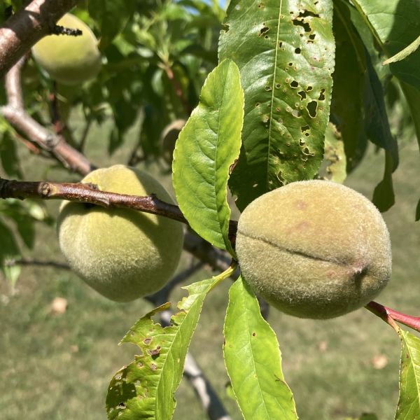 Prunus persica | Peach tree - Green Cover Initiative