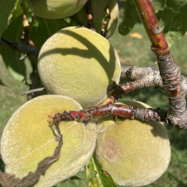 Prunus persica | Peach tree - Green Cover Initiative