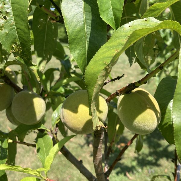 Prunus persica | Peach tree - Green Cover Initiative