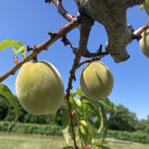 Prunus persica | Peach tree - Green Cover Initiative
