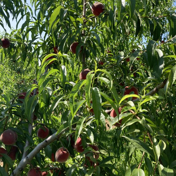 Prunus persica | Peach tree - Green Cover Initiative