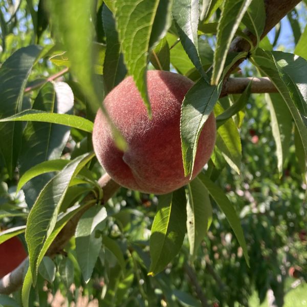 Prunus persica | Peach tree - Green Cover Initiative