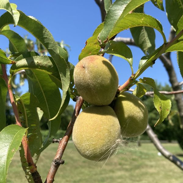 Prunus persica | Peach tree - Green Cover Initiative